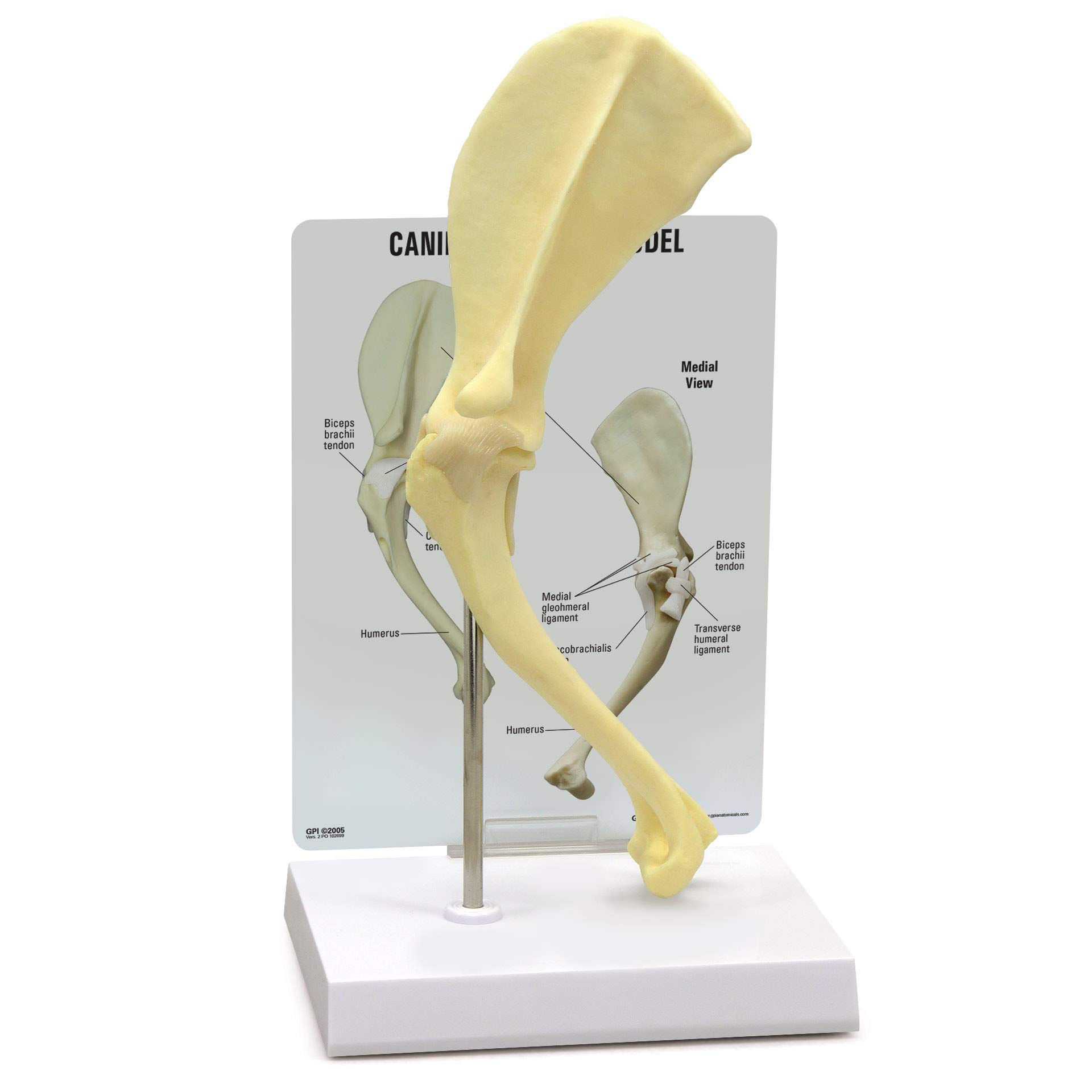 Mua GPI Anatomicals - Canine Shoulder Model, Normal Shoulder Joint ...