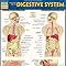 Anatomy of the Digestive System: Quickstudy Laminated Reference Guide (Quick Study Academic ...