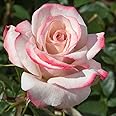 Amazon.com : Heirloom Roses Rose Plant - Pinkerbelle™ Rose Bush, Hybrid ...