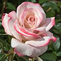 Amazon.com : Heirloom Roses Hybrid Tea Rose Plant - Enchanted Peace ...