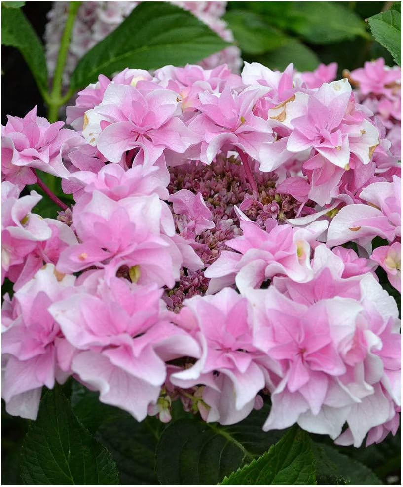Hydrangea macrophylla Doppio Rosa, Hydrangea Doppio Rosa Plant in 12cm ...