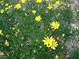 Euryops pectinatus - How to grow & care