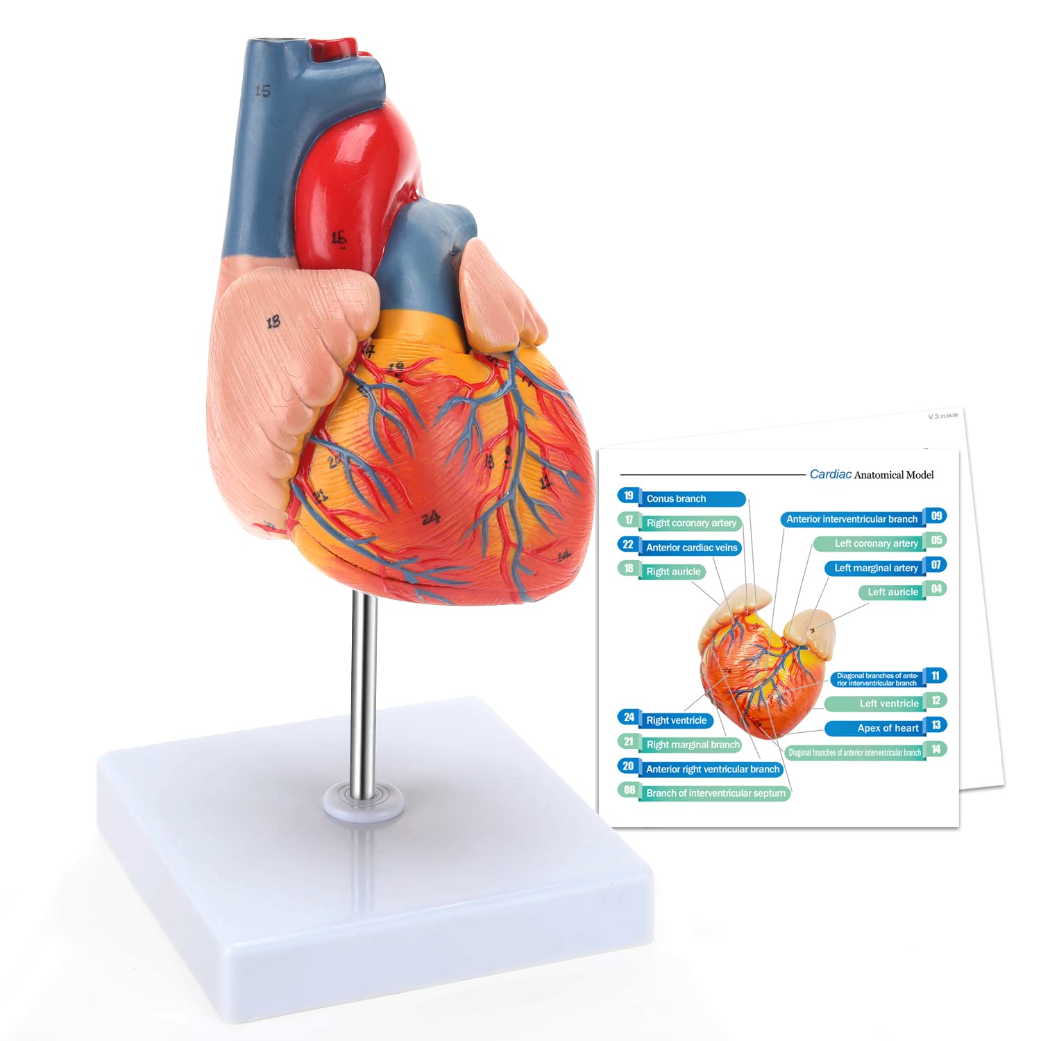 Mua Anatomy Heart Model, 3D Human Heart Model, Science Education Human ...