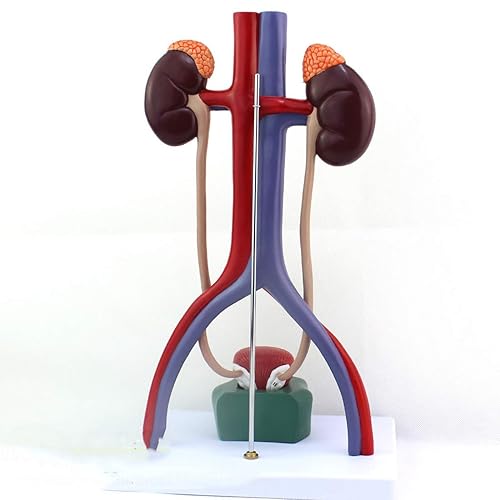 Human Urinary System Model, Medical Anatomy Model Of Human Organs ...