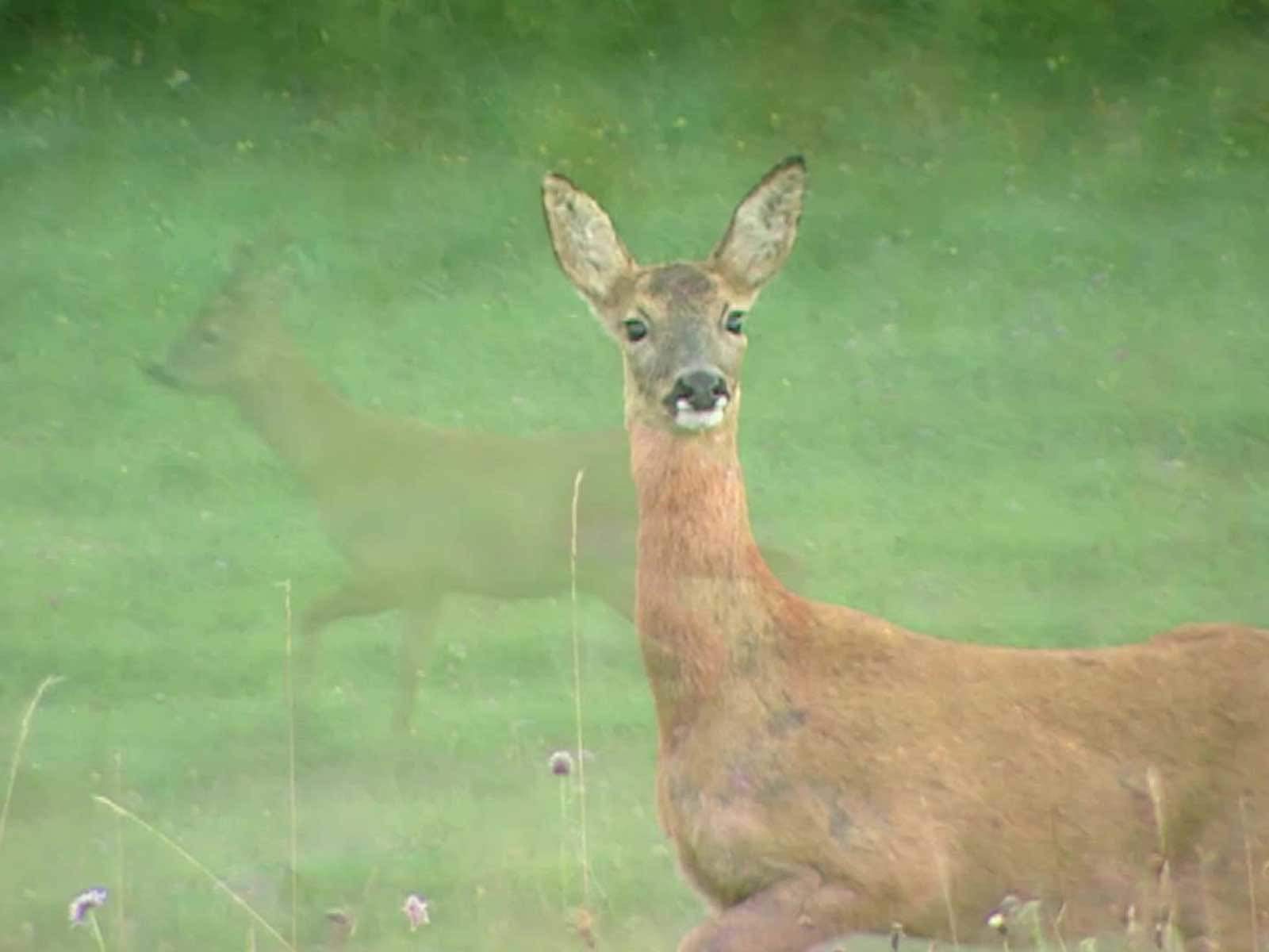 Watch Summer Bucks - Season 1 | Prime Video