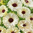 Amazon.com : Outsidepride 100 Seeds Annual Calendula Snow Princess Pot ...