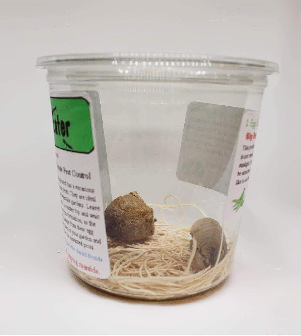 1 Fresh Large Chinese Ootheca Praying Mantis Egg Plus + Crystal Clear ...