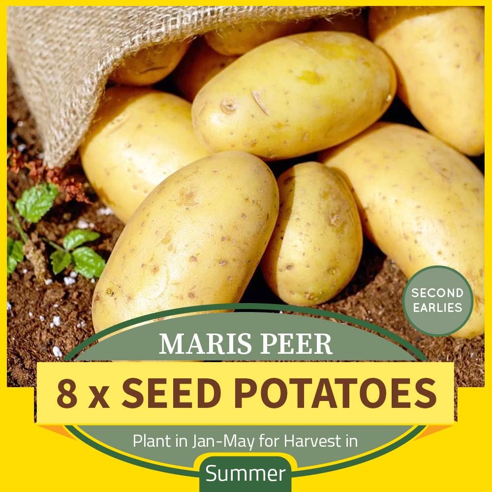 8 x Seed Potatoes Maris Peer White – Grows Wonderfully – Wedges Jacket Salad Boil Mash – for ...