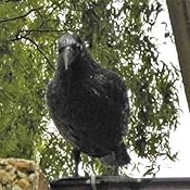 Brema Gartenfigur Rabe, Schwarz, 38 cm: Amazon.de: Garten