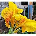 Amazon.com : Richard Wallace Canna Lily Bulbs for Planting - Bright ...