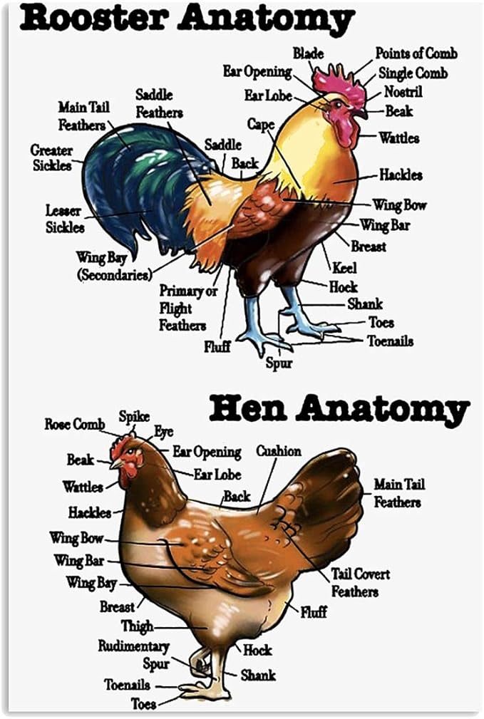 Anatomía de gallo de piña de pollo | Cartel sin marco para decoración ...