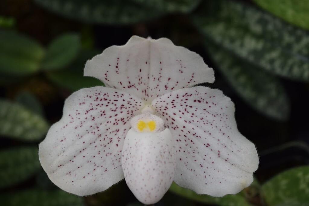 Amazon.com: Paph Greyi ladyslipper, primary hybrid orchid, niveum x ...