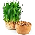 Amazon.com: Todd's Seeds - Hard Red Wheatgrass - 5 Lb's - Sprouting ...