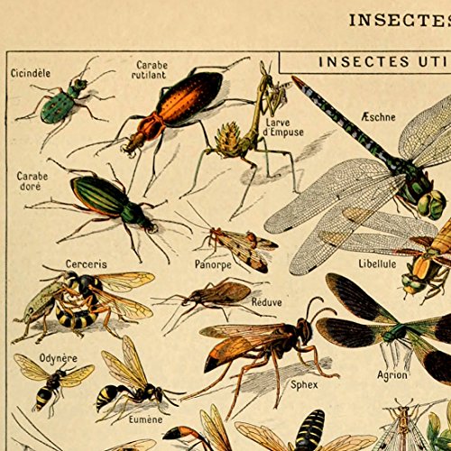 Vintage Poster Print Art Insects Identification Reference - Want It All