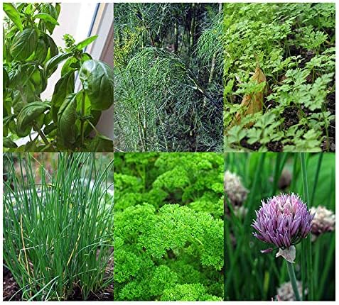 Classical Culinary Herbs (Organic) Seed kit Gift Box with 5 Essential ...