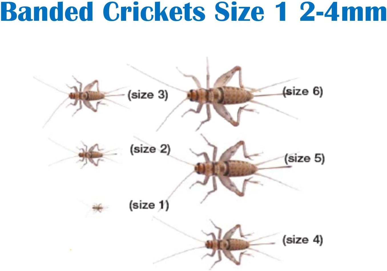 The Mealworm Company LIVEFOODS DIRECT CH1TUB Banded Crickets Hatch Tub ...