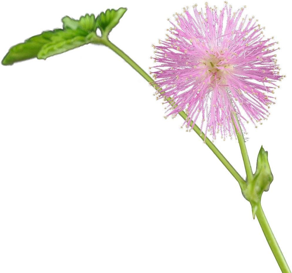 Echte Mimose (Mimosa pudica) - 50 Samen (Spannende Pflanze für Kinder ...