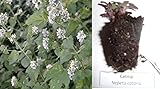 Pack x6 Nepeta Faassenii 'Six Hills Giant' Catmint Perennial Garden Plug Plants: Amazon.co.uk ...