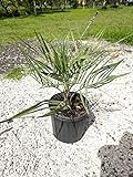 Butia capitata - How to grow plants