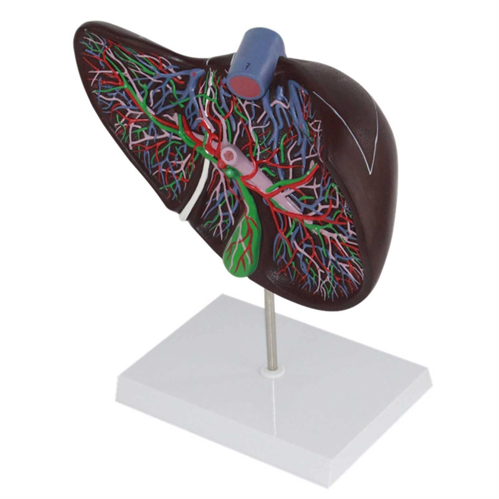 Mua Human Liver Model Hepatobiliary Model Liver Hepatic Distribution ...