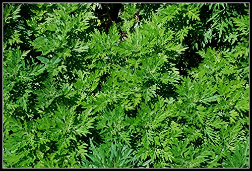 Japanese Mugwort - Yomogi (Artemisia princeps) 100mg Seeds for Planting ...