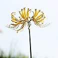 Amazon.com : Easy to Grow Lycoris Yellow 'Spider Lily' Plant Bulb (1 ...