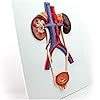 Human Urinary System Anatomical Model, Study Model Kidney Anatomy Model ...