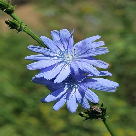 Amazon.com: Outsidepride Chicory Wildflower Seed - 5000 Seeds: Garden ...