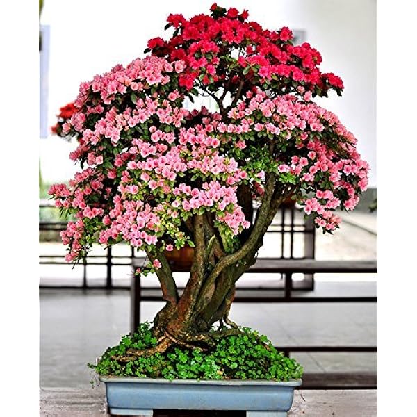 Gardening 20 Bonsai/Pack Bonsai Sow All Year: Red Acer Palmatum ...