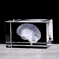 Amazon.com: 3D Human Brain Anatomical Model Paperweight(Laser Etched ...