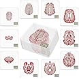 Amazon.com: Timethink (Set of 10) 4'' 3D Brain Specimen Coasters, Funny ...
