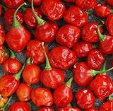 Rocotillo Pepper: A Mild Alternative To The Habanero - PepperScale