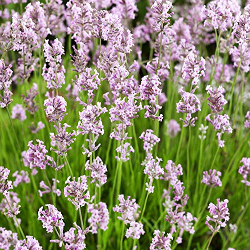 Outsidepride Lavender Rosea Sweet Smelling Fragrant Herb Garden Plant ...