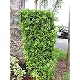 Amazon.com : Upright Yew Podocarpus Macrophyllus - Live Plant - (1 QT) : Patio, Lawn & Garden