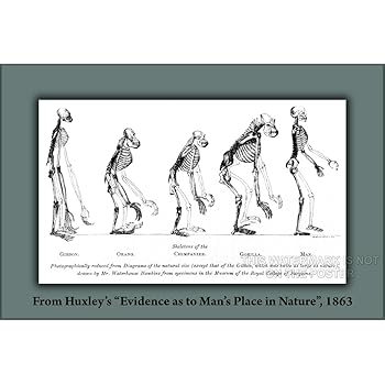 Amazon.com: Human Evolution Poster 24 x 36: Prints: Posters & Prints