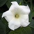 Amazon.com : Moon Vine, Moonflower Heirloom Flower Seeds - Night ...