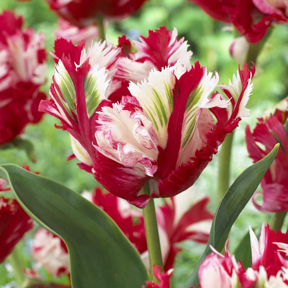 Pack of 10 Red and White Parrot Tulip 'Estella Rijnveldt' Bulbs Size 11 ...