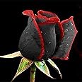 Amazon.com : CHUXAY GARDEN Black and Red Rose Flower Seed 200 Seeds ...
