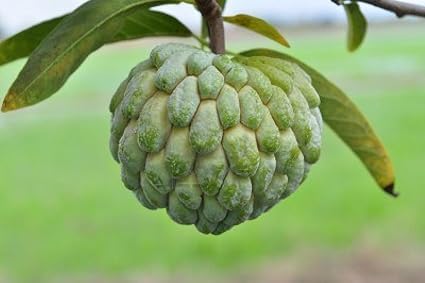Custard Apple (Sitafal) Tree Seeds, Sold by VasuWorld: Amazon.in ...