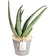 Amazon.com : Shop Succulents - Aloe Vera Live Succulent Plant - Planted ...