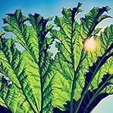 Gunnera - How to grow & care