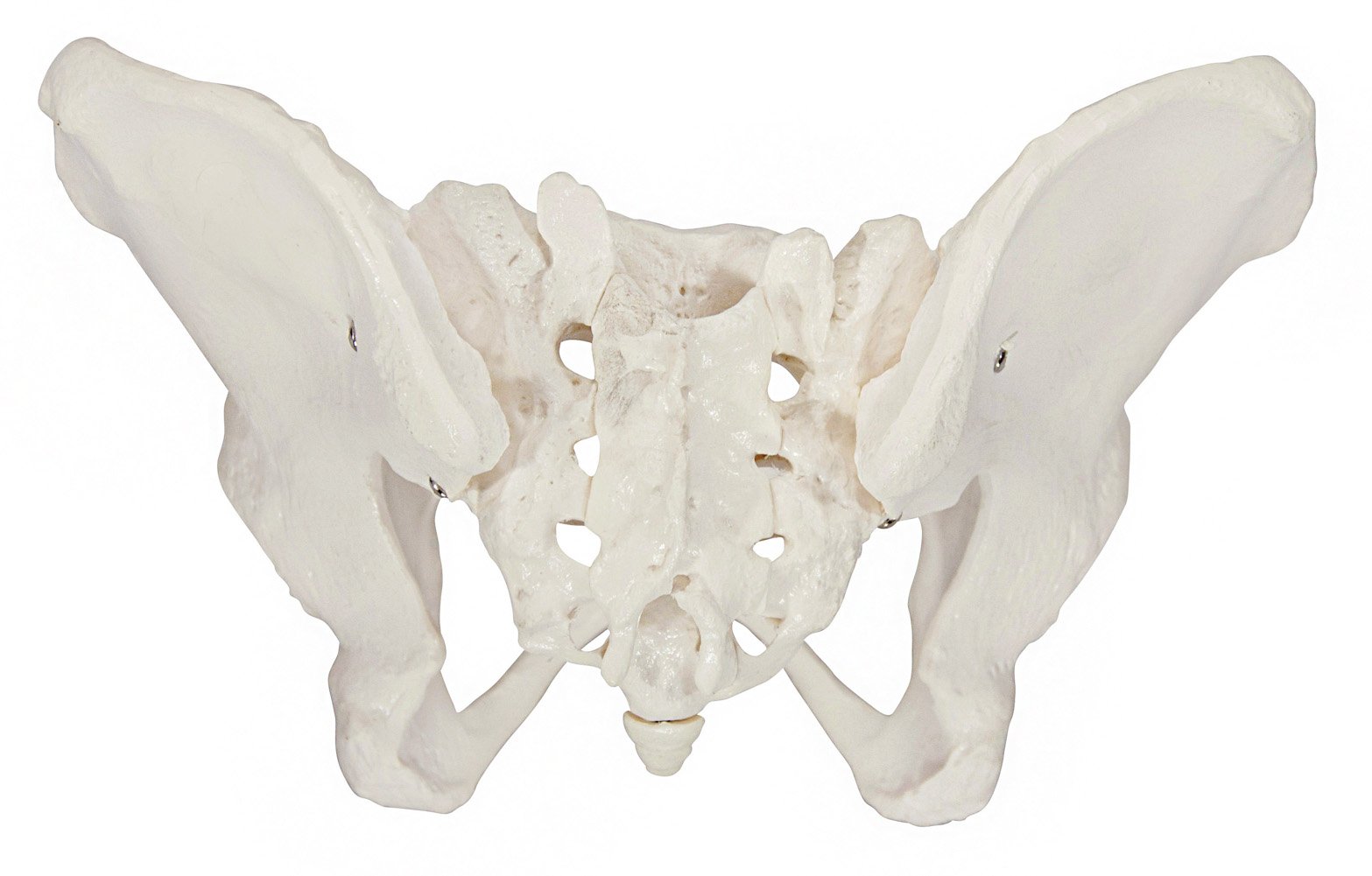 Mua Axis Scientific Skeletal Model of The Female Pelvis | Anatomical ...