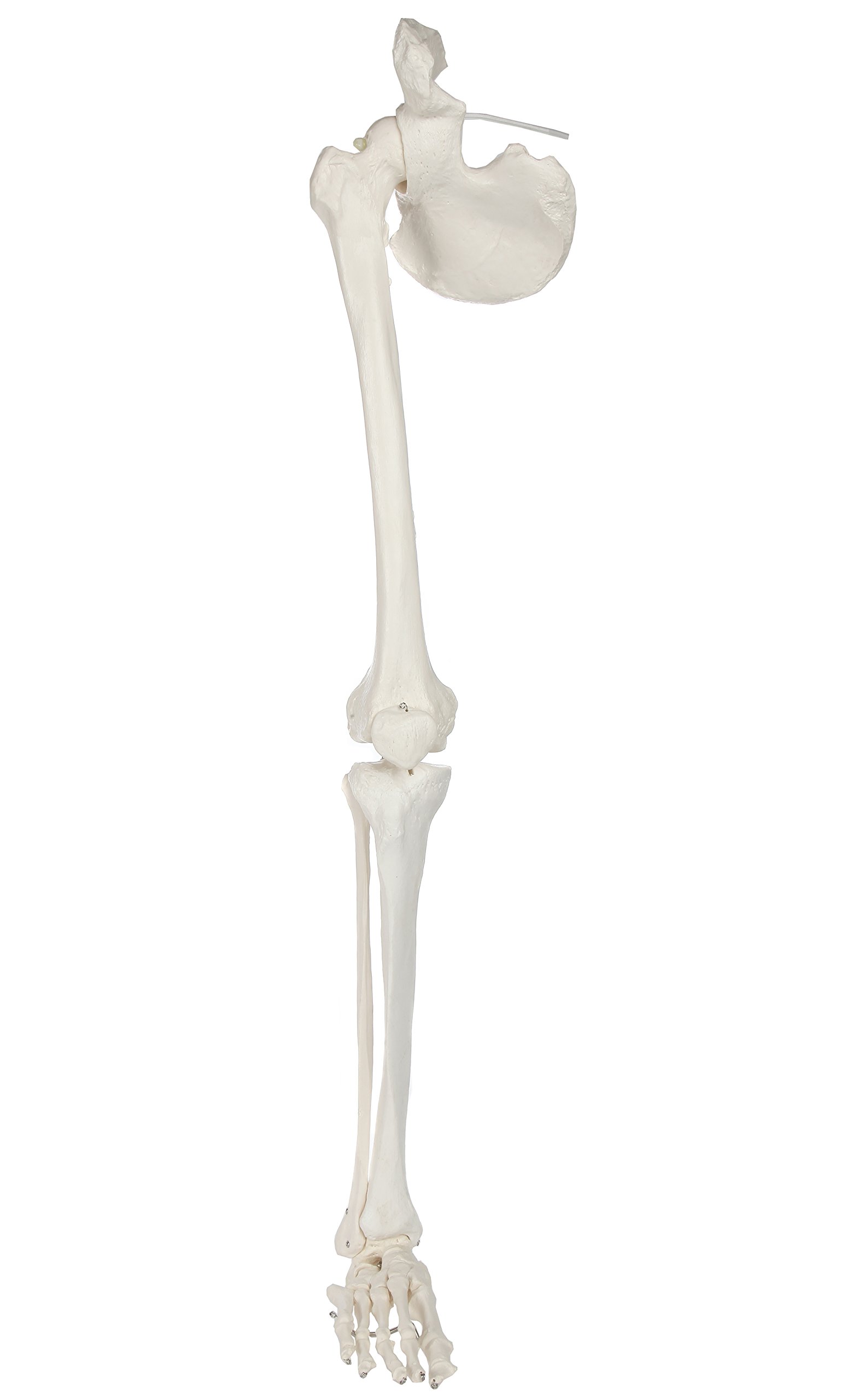 Mua Axis Scientific Human Leg Skeleton Bundle, Life-Size 36" Anatomical ...