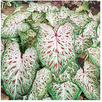 Amazon.com : Fancy Leaf Caladium - June Bride - Large Size Root - Zones ...