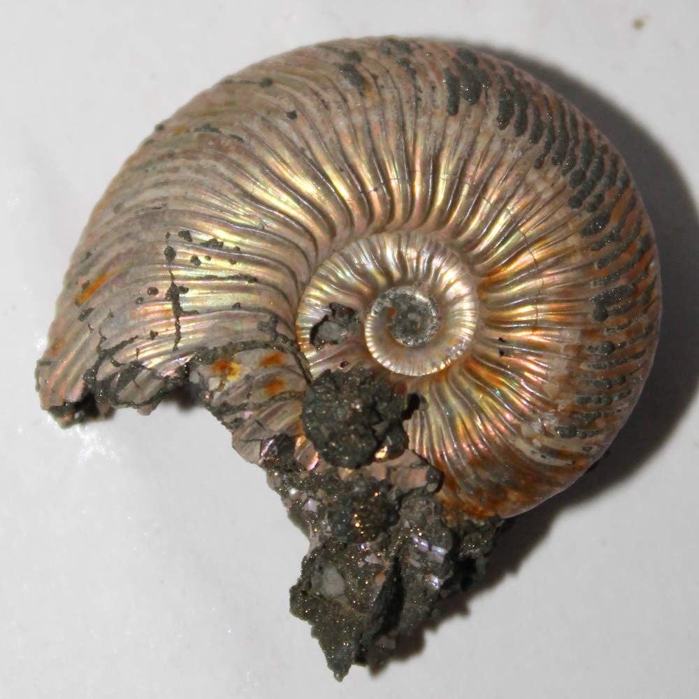 Iridescent pyritized Ammolite Ammonite Ammolite RARE, 30x30x9 mm ...