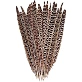 Amazon.com: 10 Pcs Long Pheasant Tail Feathers Natural Pheasant ...