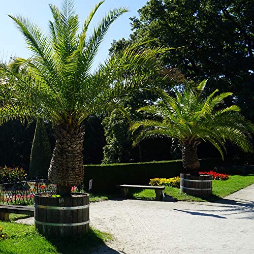 Mua Pair of Phoenix Palm Canariensis Exotic Outdoor Plants Drought ...