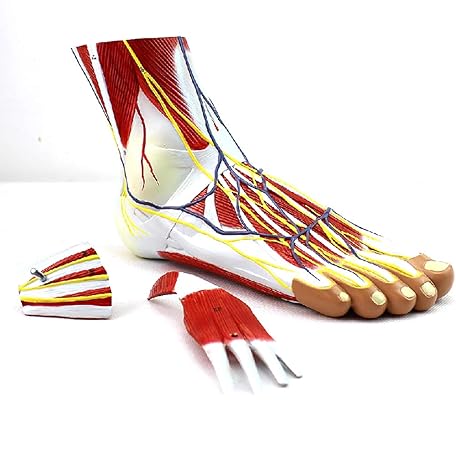 Mua LHLYL-DP Scientific Anatomy of the Foot with Muscles, Skeleton ...