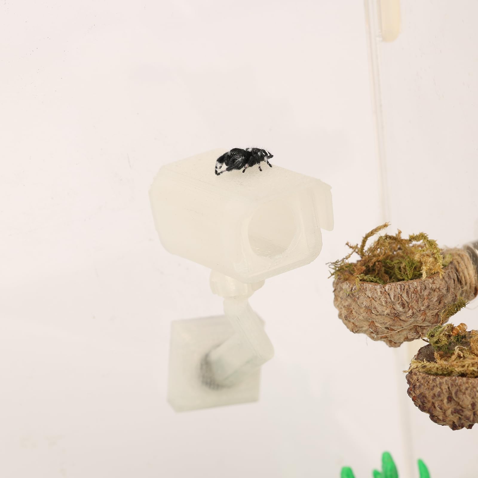 Jumping Spider Hide, Magnetic Hidden Jumping Spider Habitat, Spider ...