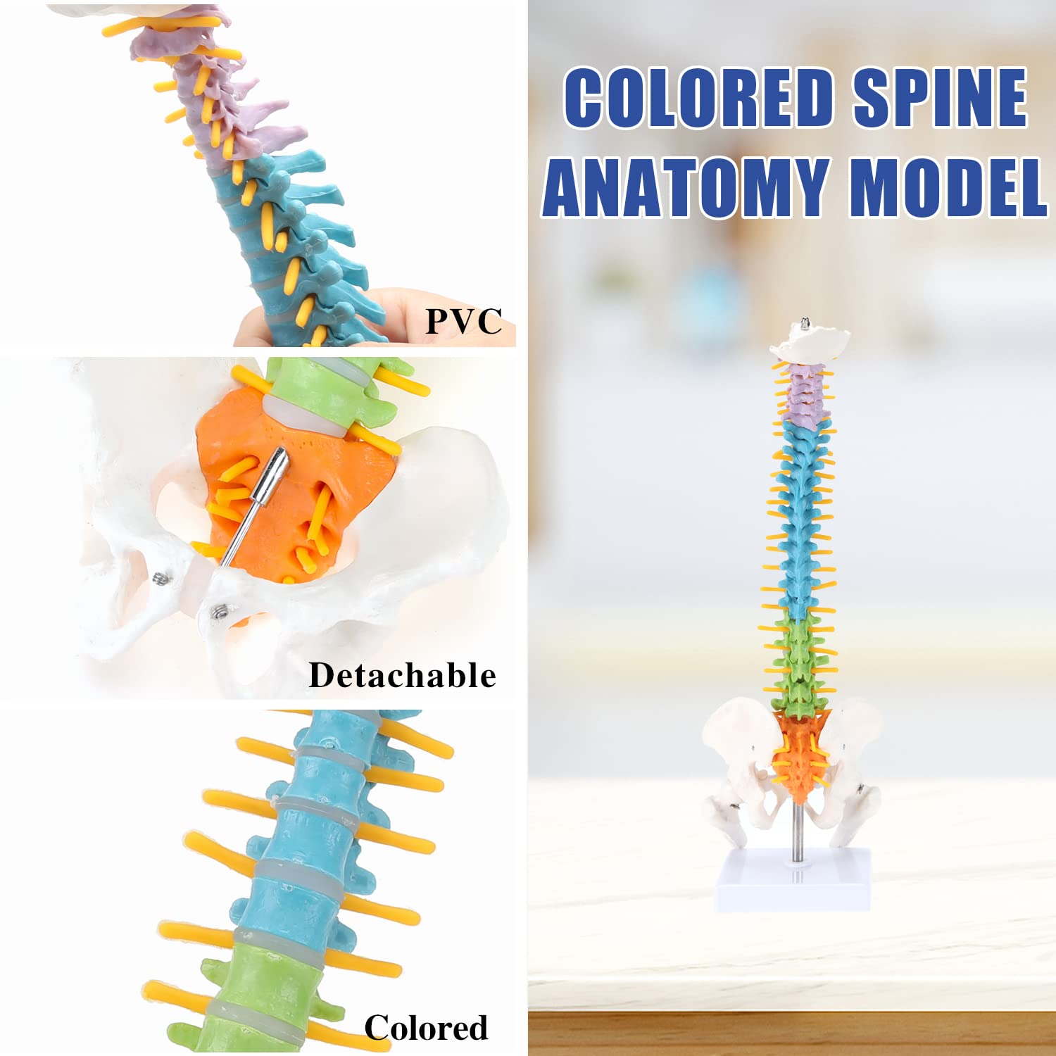 Mua Colored Miniature Spine Anatomy Model, 16.5" Vertebral Column Model ...